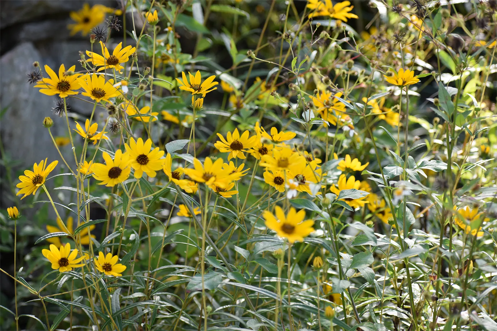 Discover Lake County, FL | Lake County Florida Tourism